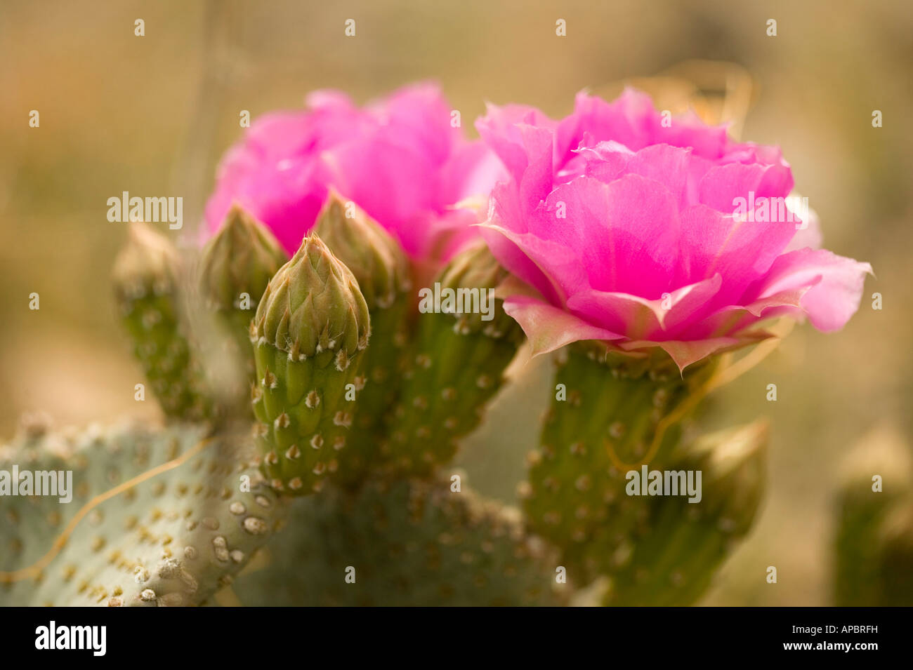Death pear hi-res stock photography and images - Alamy