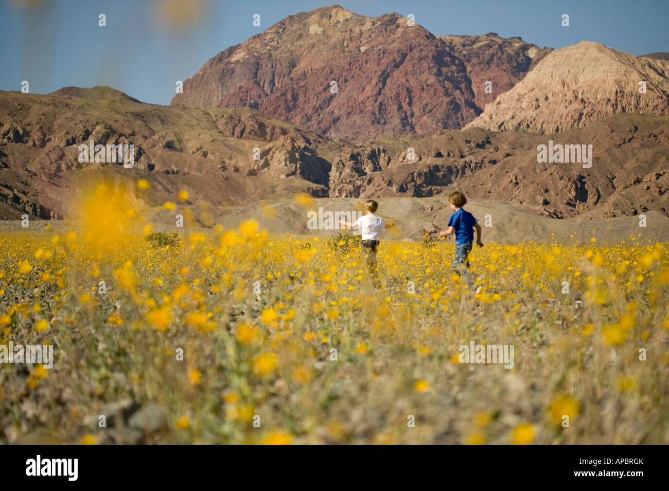 two children explore the Desert Gold Granea canescens desert flower ...