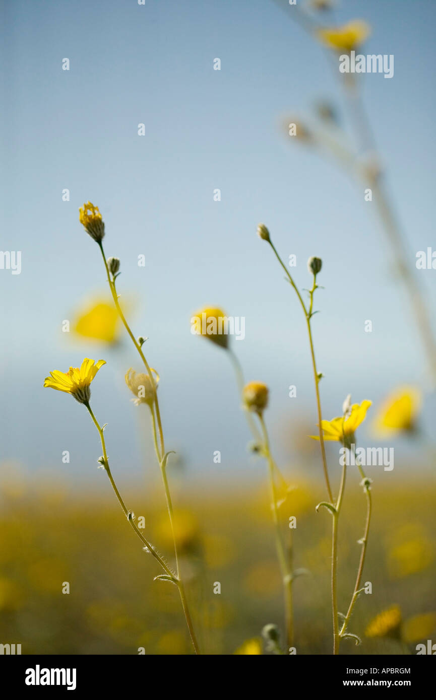 Desert Gold Granea canescens desert flower Death Valley California USA ...