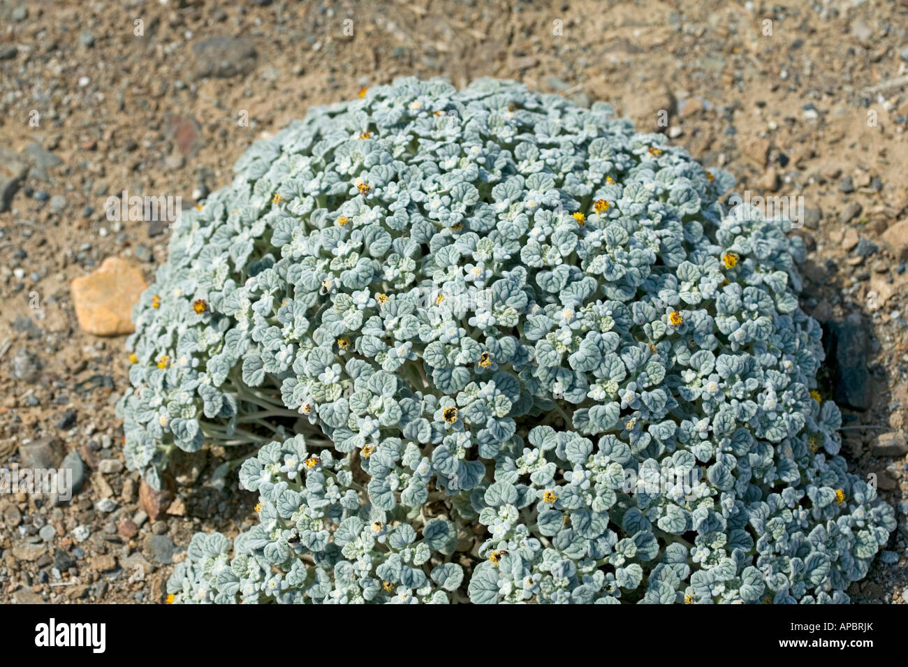 Turtleback Psathyrotes ramosissima desert flower Death Valley ...