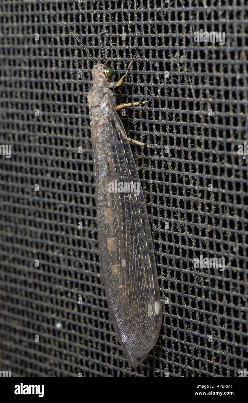 Vella fallax hi-res stock photography and images - Alamy