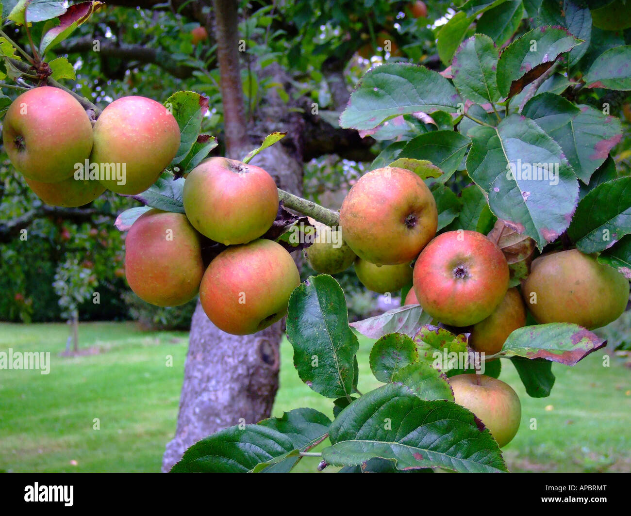 "Apples on tree, September, Sussex, England Stock Photo - Alamy