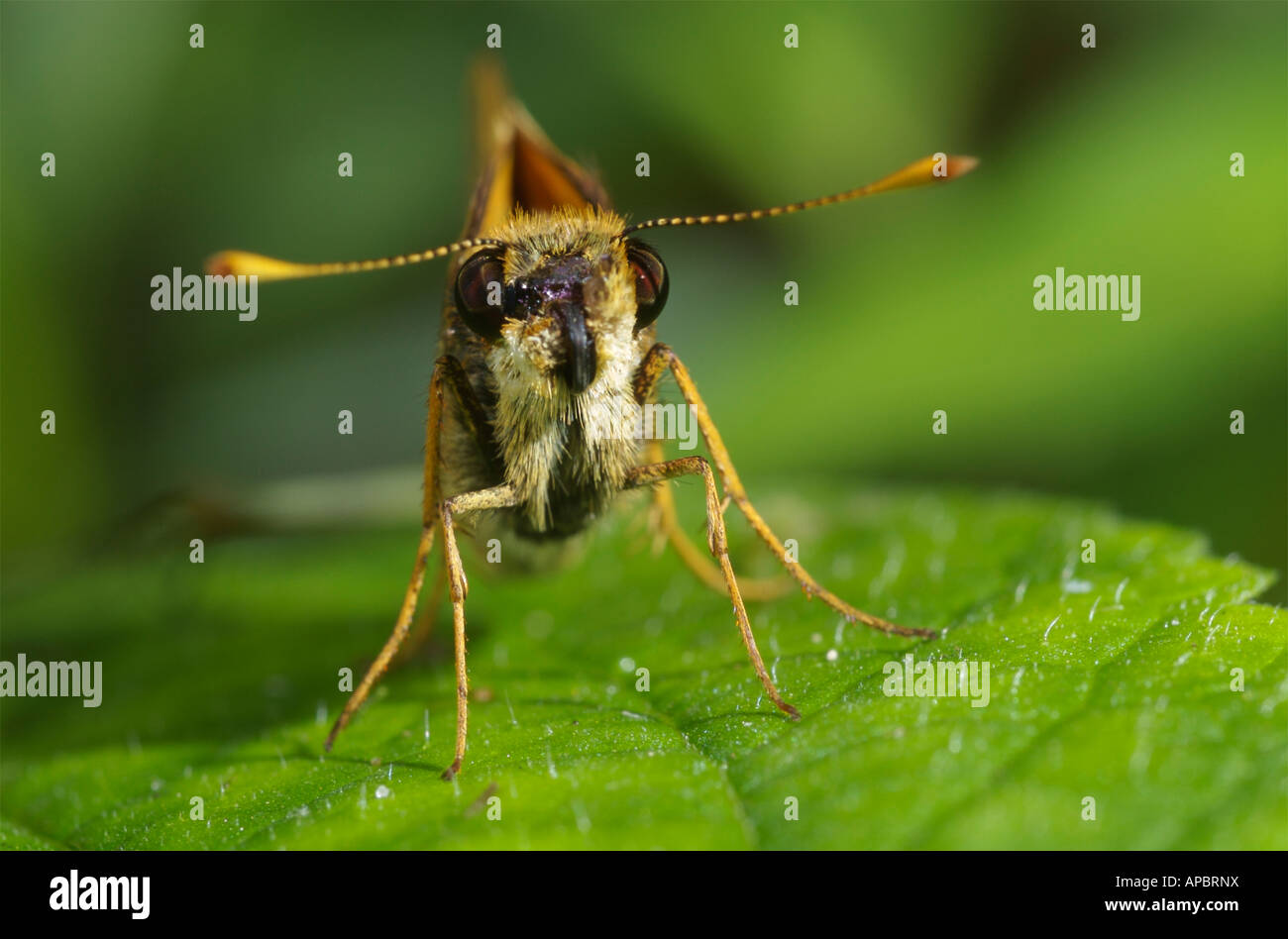 Hylephila phyleus. Fiery Skipper, a grass skipper butterfly shows the ...