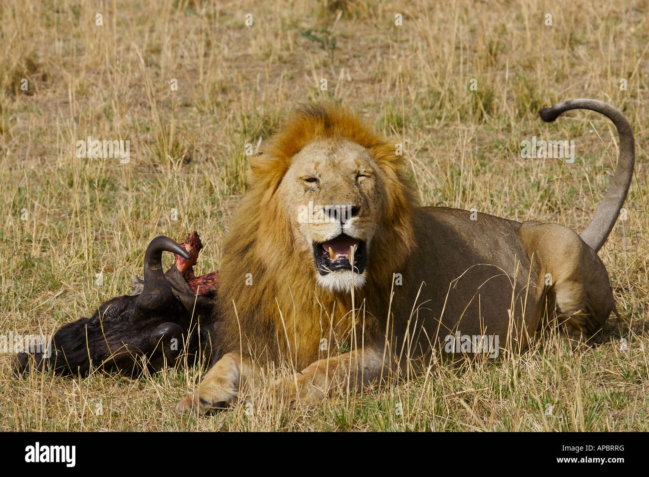 African Lion Kill Stock Photo - Alamy