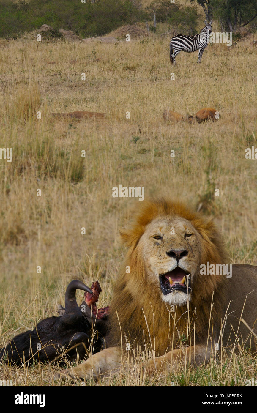 African Lion Kill Stock Photo - Alamy