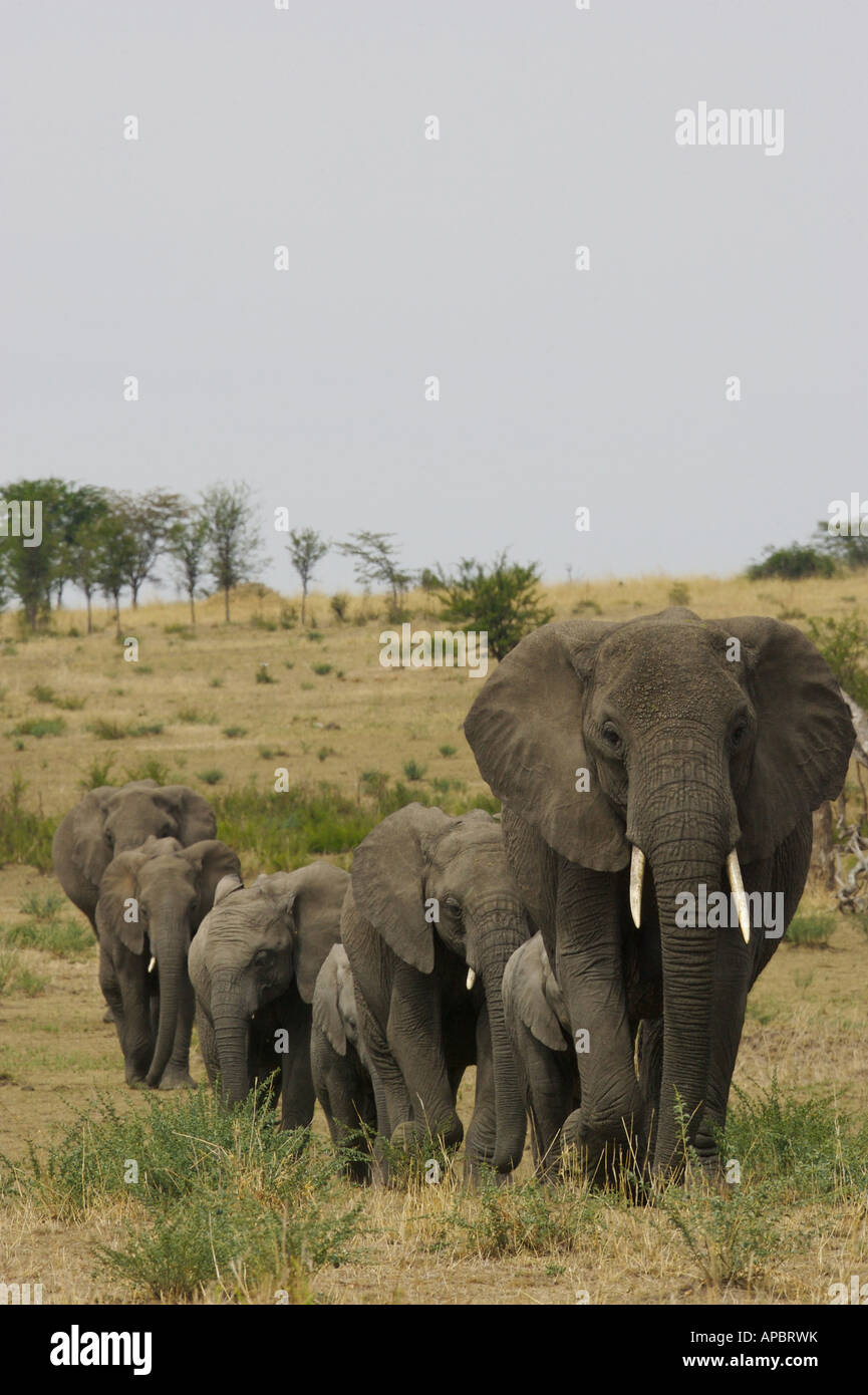 Elephant calf and bull running hi-res stock photography and images - Alamy