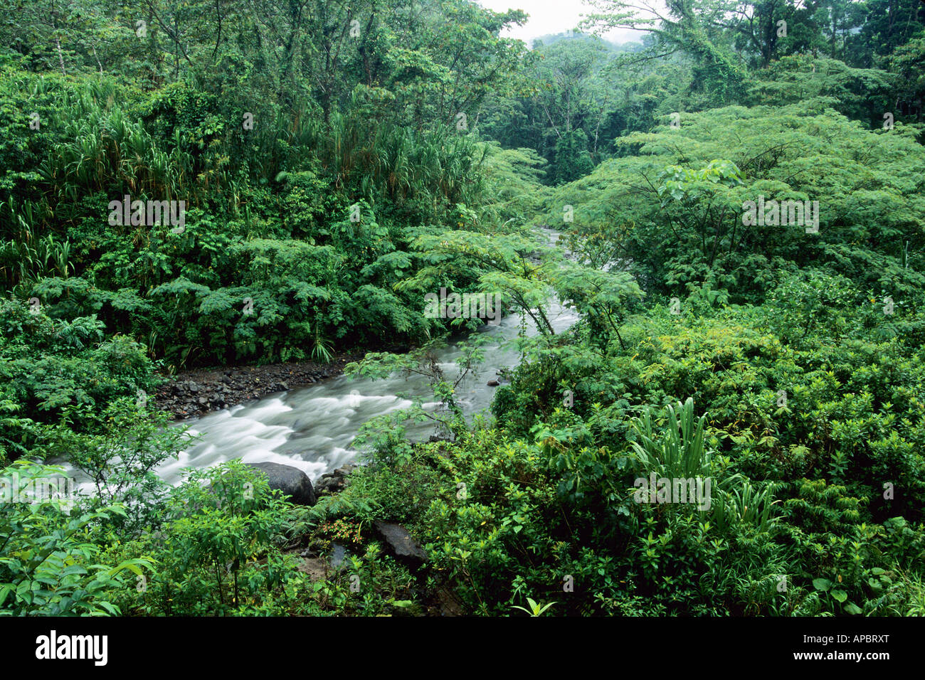 Jungle river, Costa Rican rainforest near Arenal, Costa Rica Stock ...