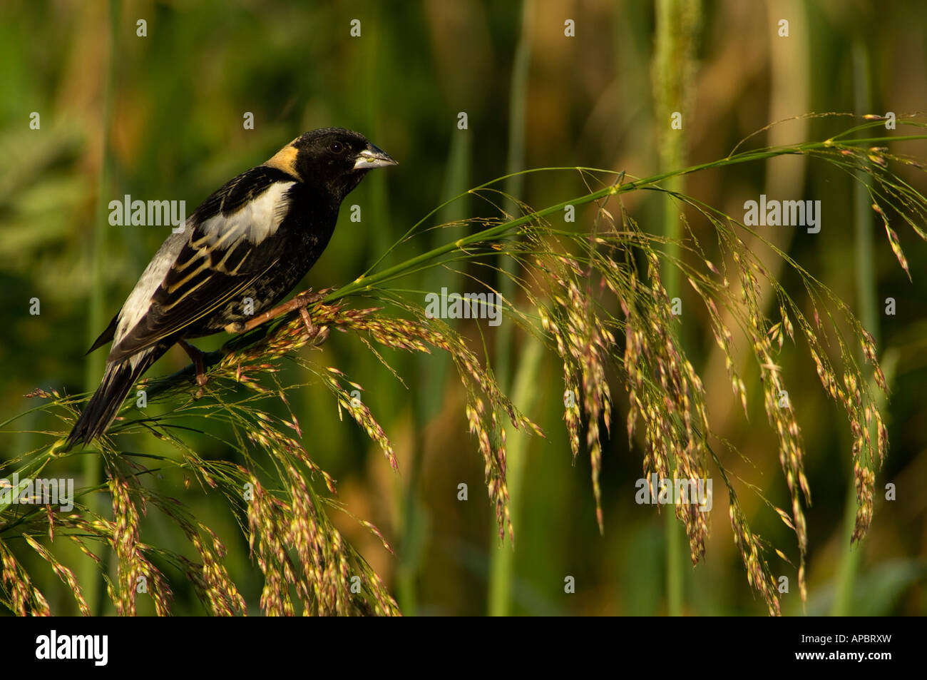 Bobolink flying hi-res stock photography and images - Alamy