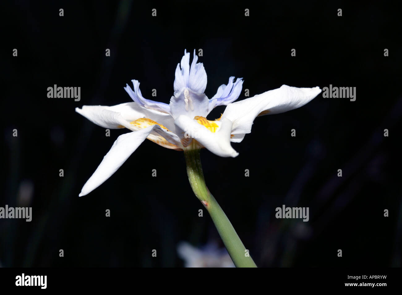 Large Wild Iris/Grootewild Iris-Dietes grandiflora-Family Iridaceae ...