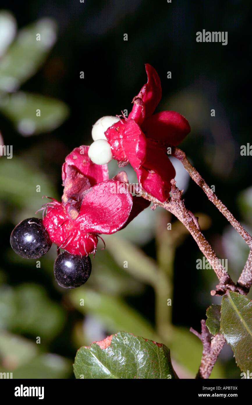 Carnival Bush / Mickey Mouse plant- Ochna serrulata syn.Ochna ...