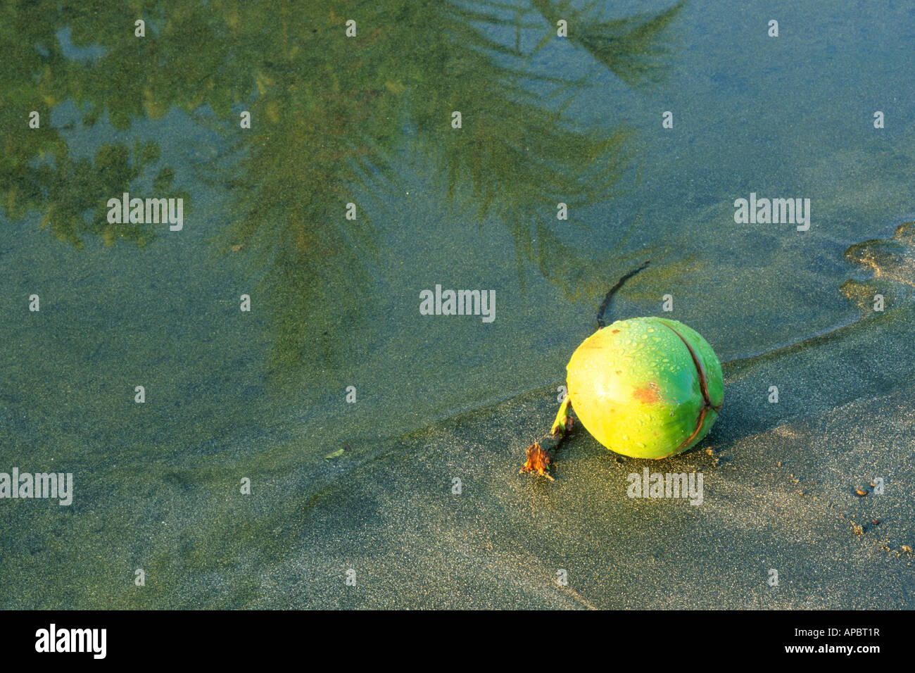 Coconut on beach, Costa Rica Caribbean coast Stock Photo - Alamy
