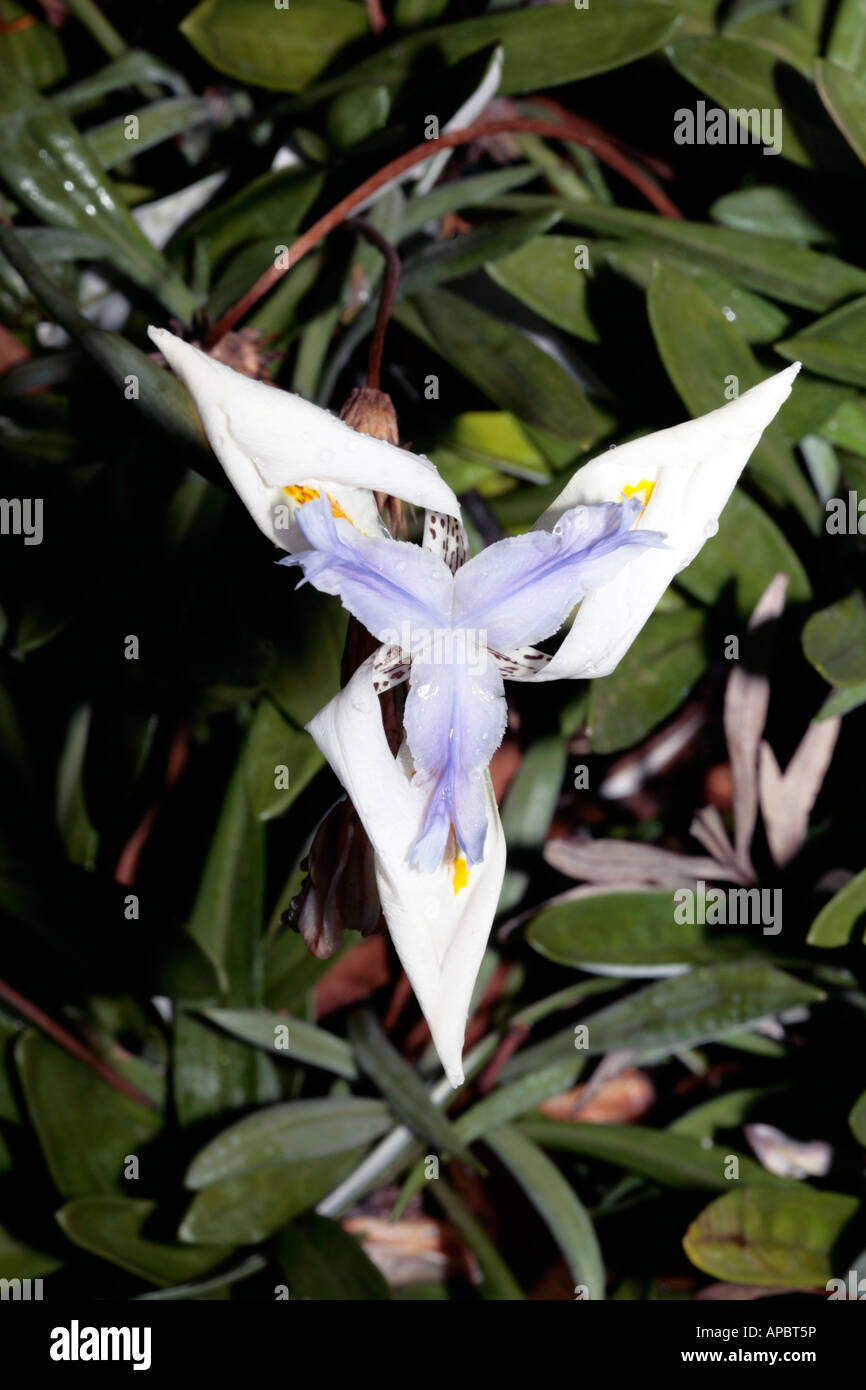 Large Wild Iris/Grootewild Iris-Dietes grandiflora-Family Iridaceae ...