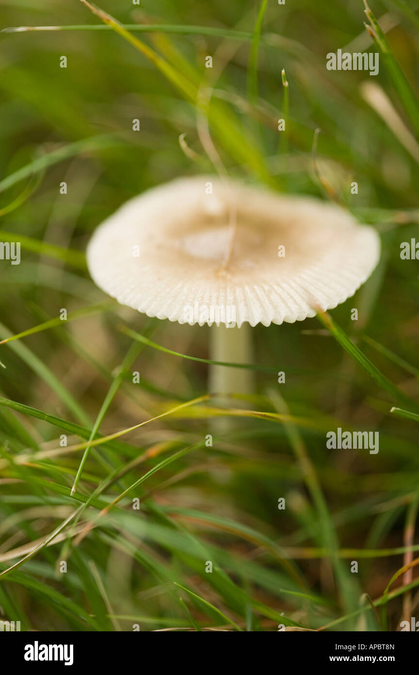 forest mushroom poison toxic fungus fungi Stock Photo - Alamy