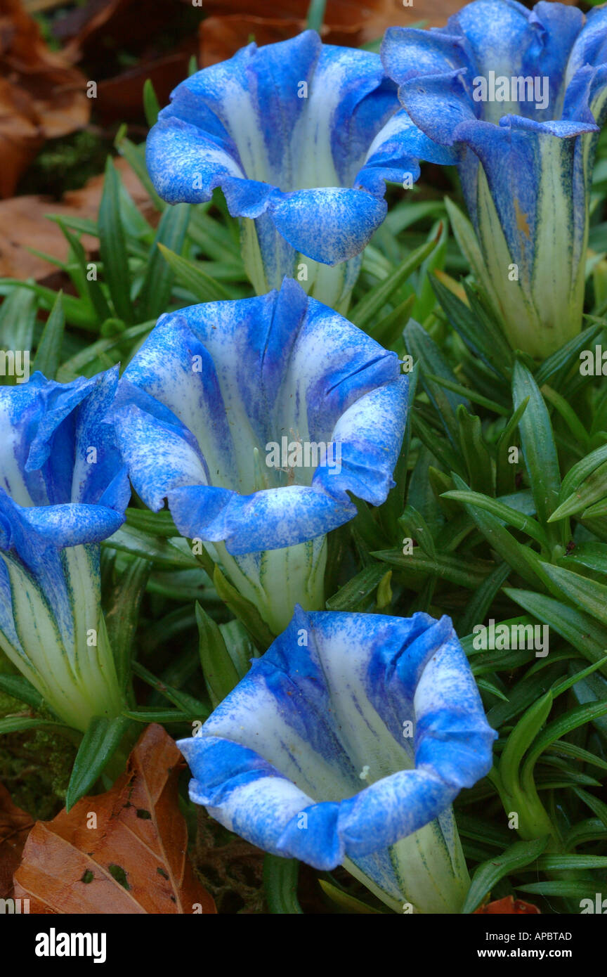 Bellatrix hi-res stock photography and images - Alamy