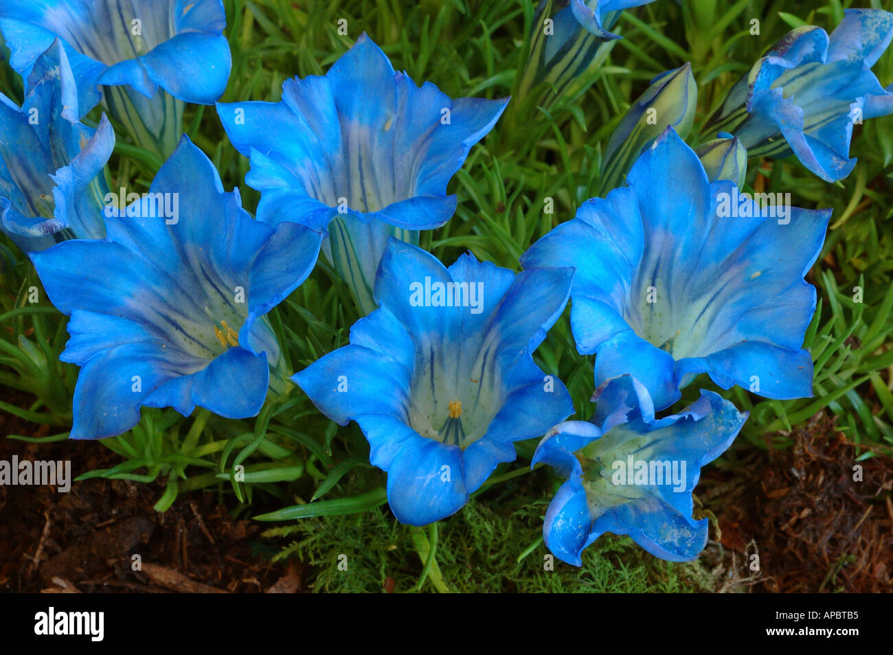 Pale blue gentian hi-res stock photography and images - Alamy