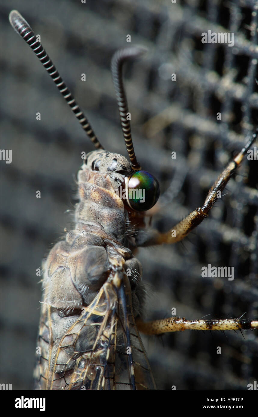 Close up of adult antlion shows the large multicolored compound eye and ...