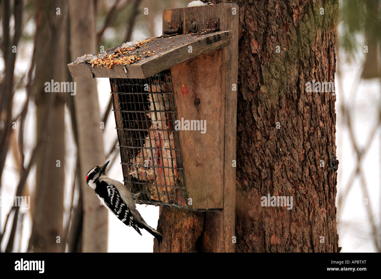 Feeding animal in cold winter Stock Photo - Alamy