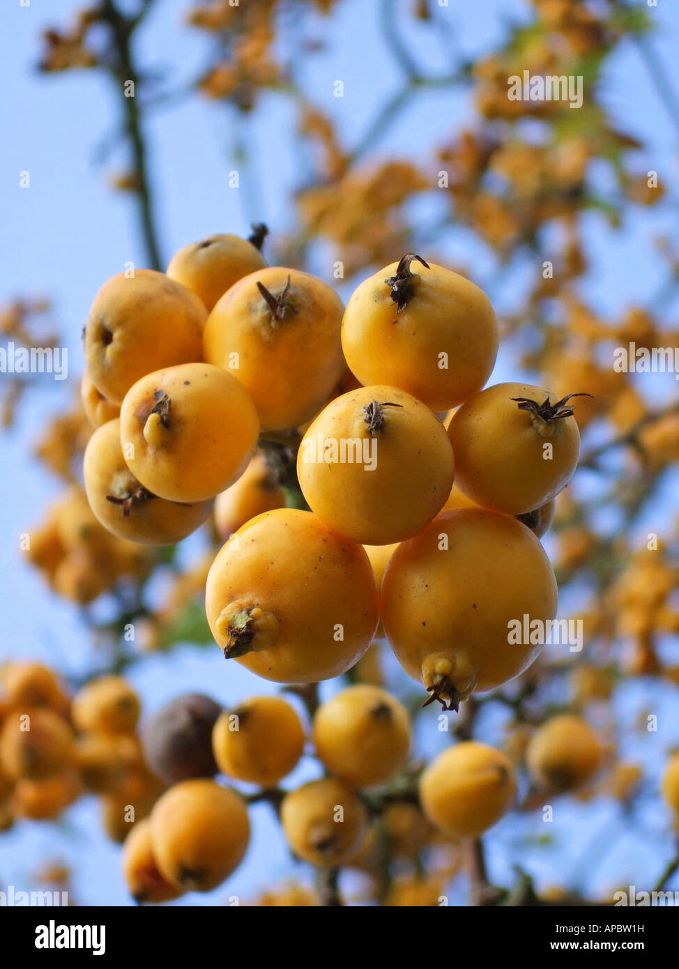 "yellow crabapples, Kent, England Stock Photo - Alamy