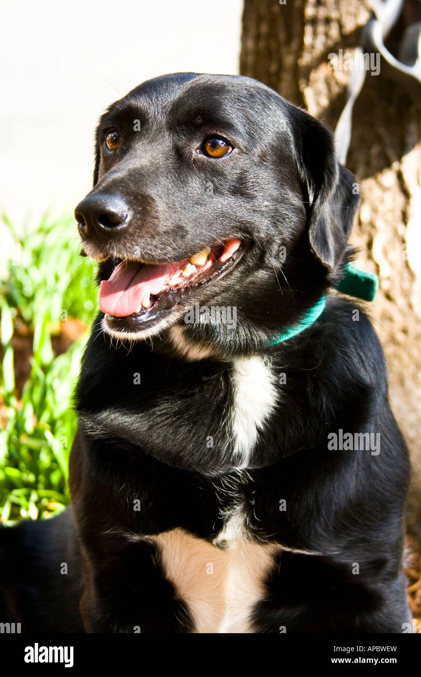 A friendly black labrador on the streets of Alexandria Stock Photo - Alamy