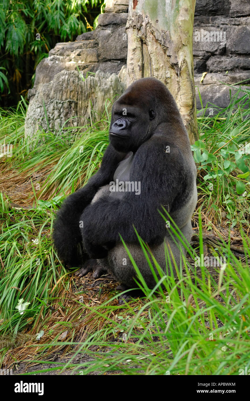 Largest silverback gorilla hi-res stock photography and images - Alamy
