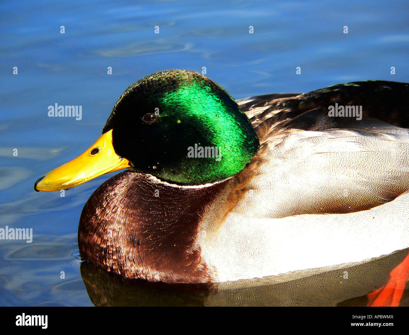 A close-up photo of a male duck floating in the Lincoln Memorial ...