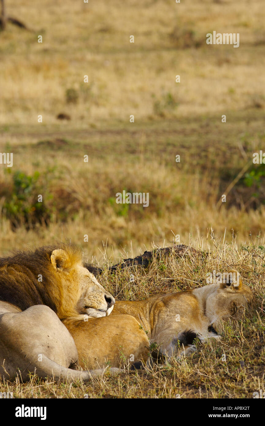 African Mating Lions Stock Photo - Alamy