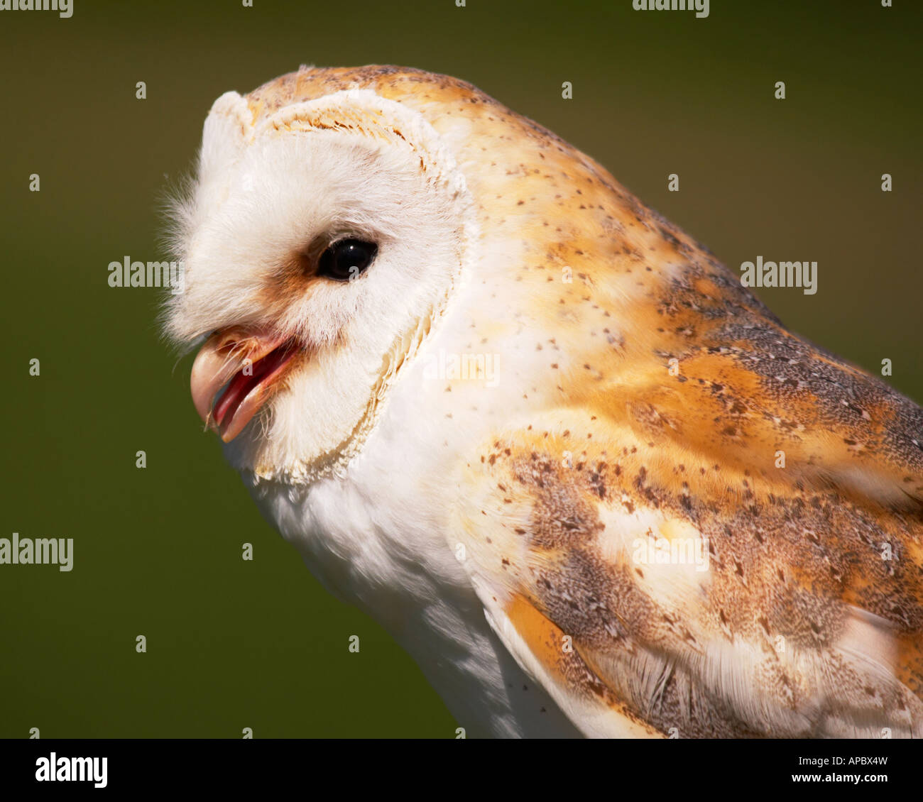 Barn owl calling Stock Photo - Alamy