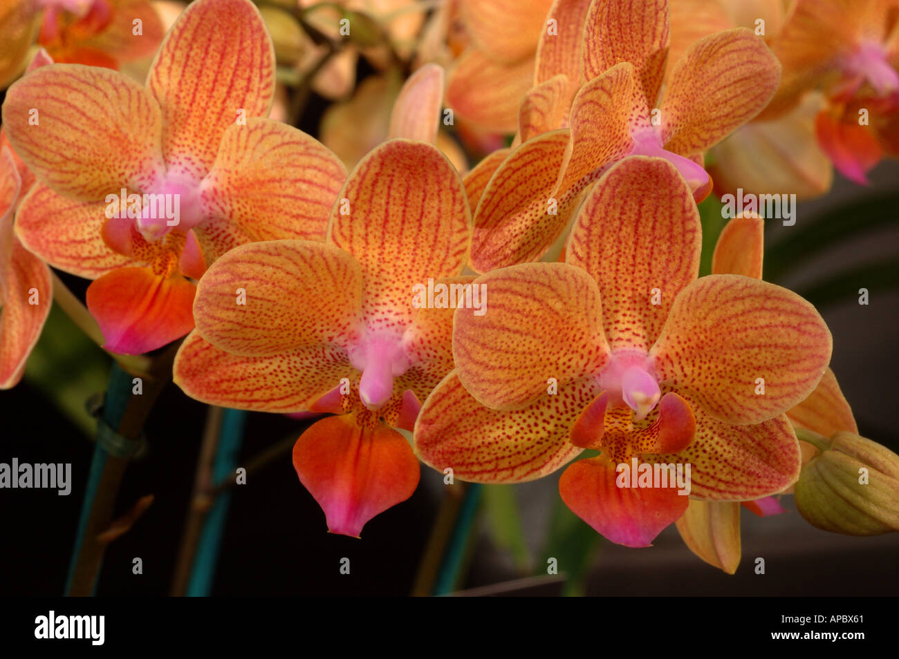 Phalaenopsis Sunny Delight Orchid Stock Photo - Alamy