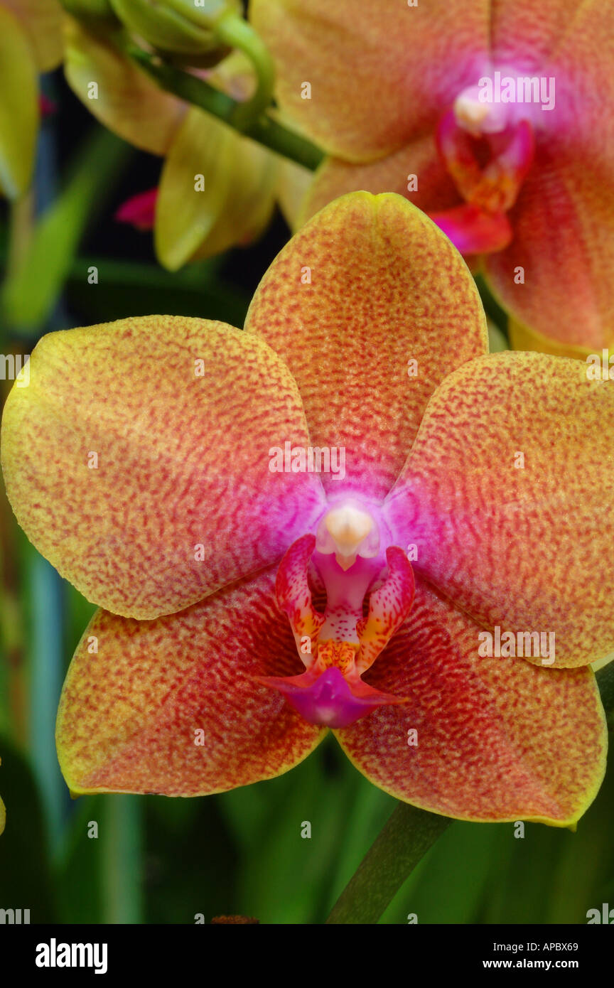 Memory moth hi-res stock photography and images - Alamy