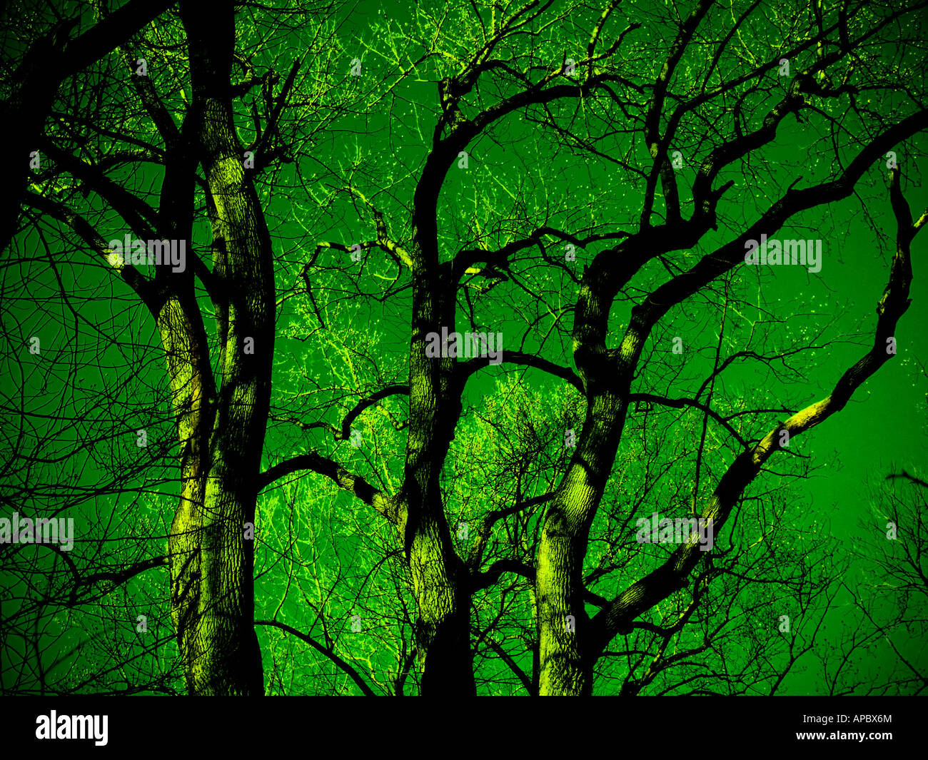 Three trees with wavy branches set against a green sky Stock Photo - Alamy