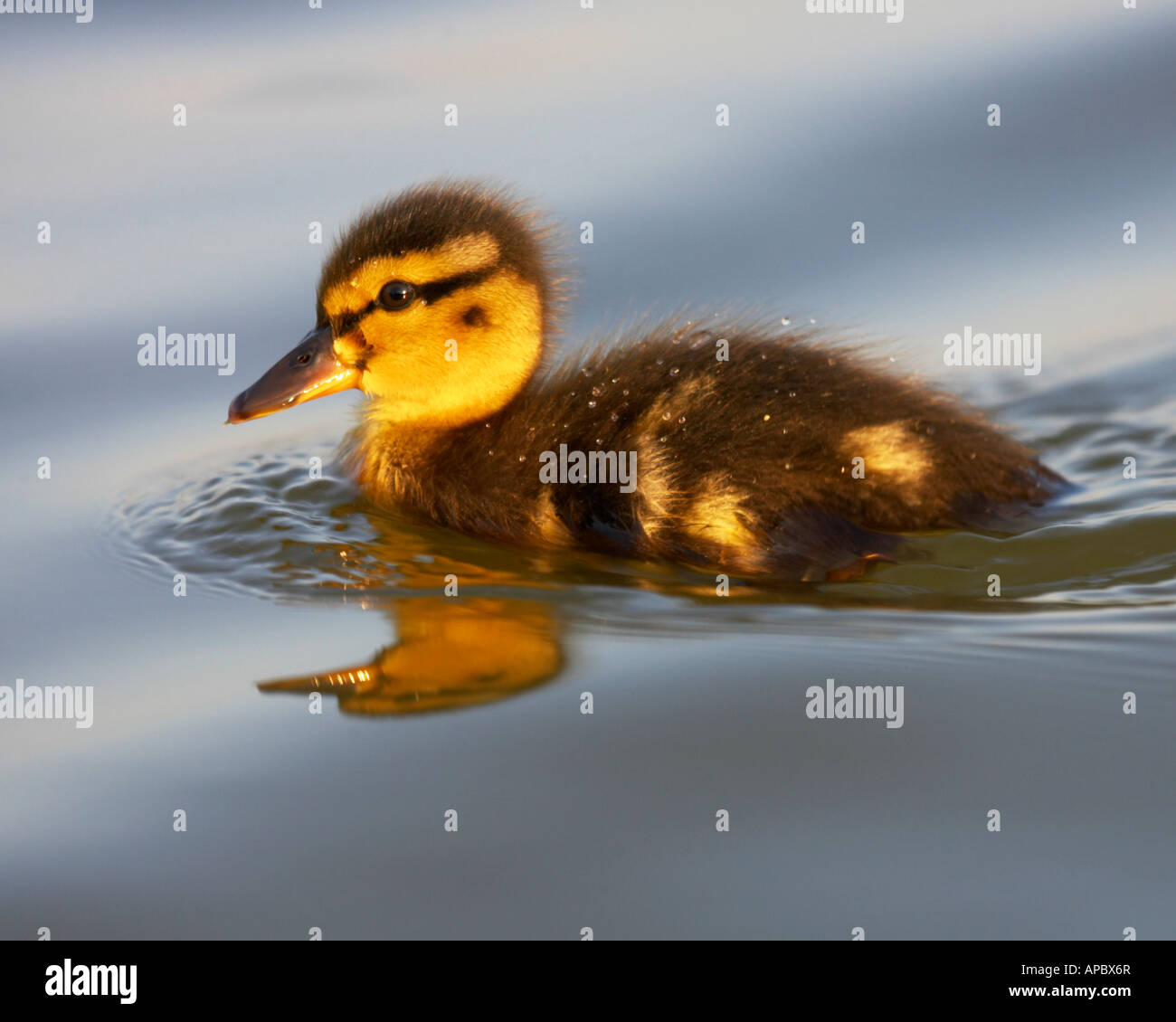Baby duck reflecting on water Stock Photo - Alamy