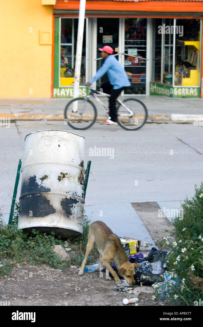 A dog foraging in a street of Creel Mexico a common sight in rural ...