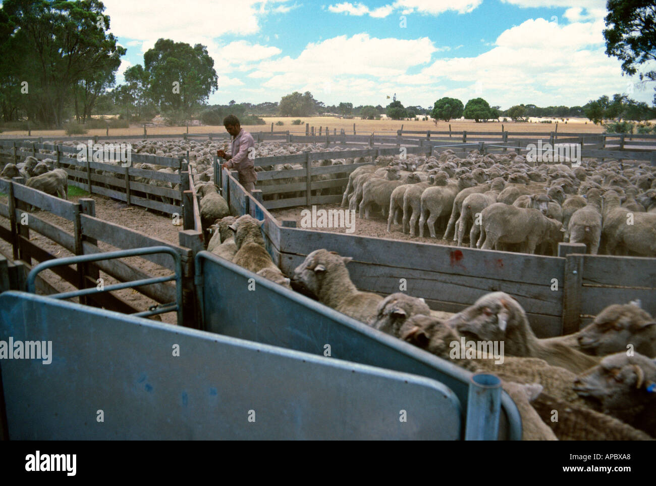 Aboriginal stockmen yarding sheep on hi-res stock photography and ...