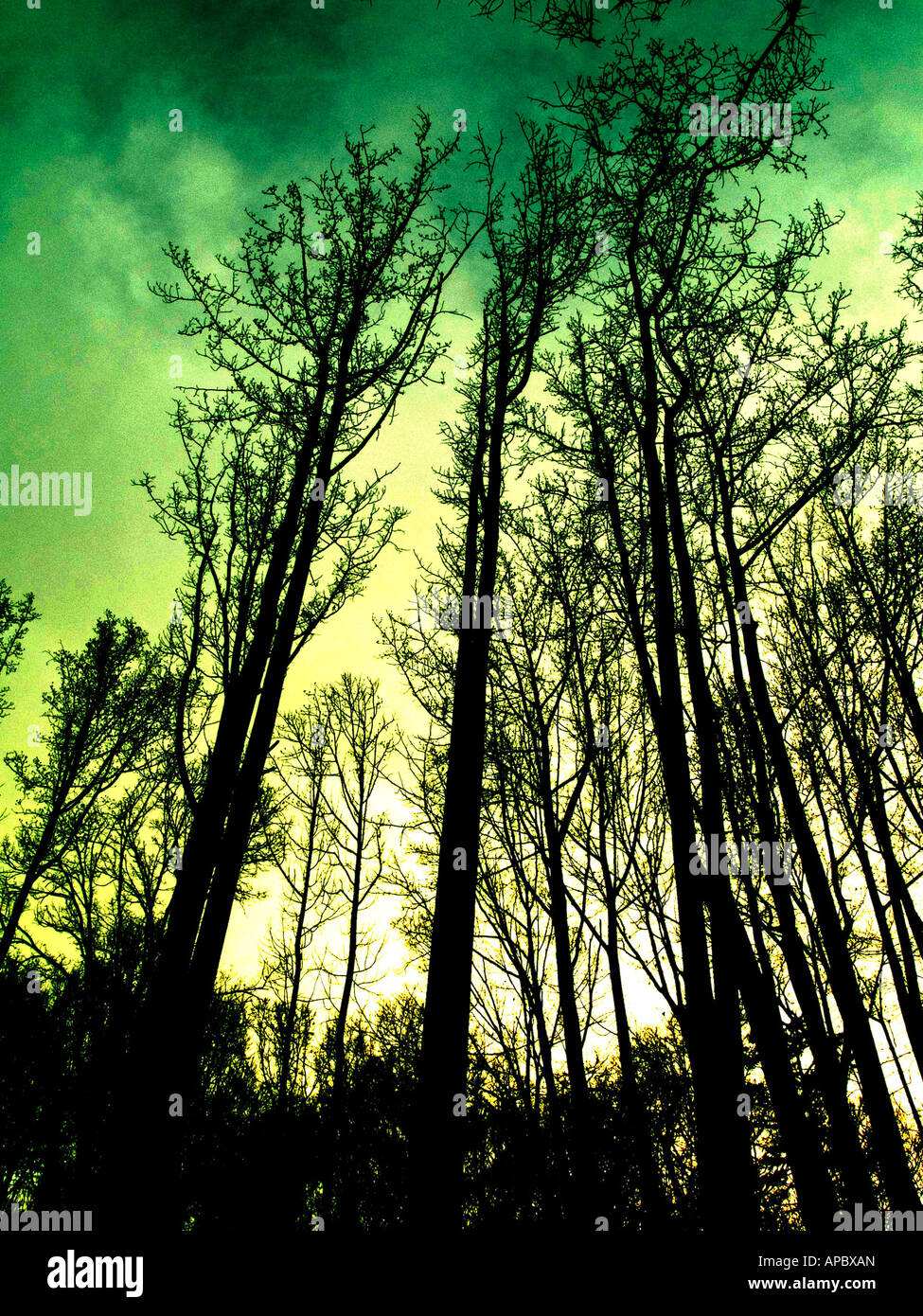 A group of trees in a forest, with dramatic lighting Stock Photo - Alamy