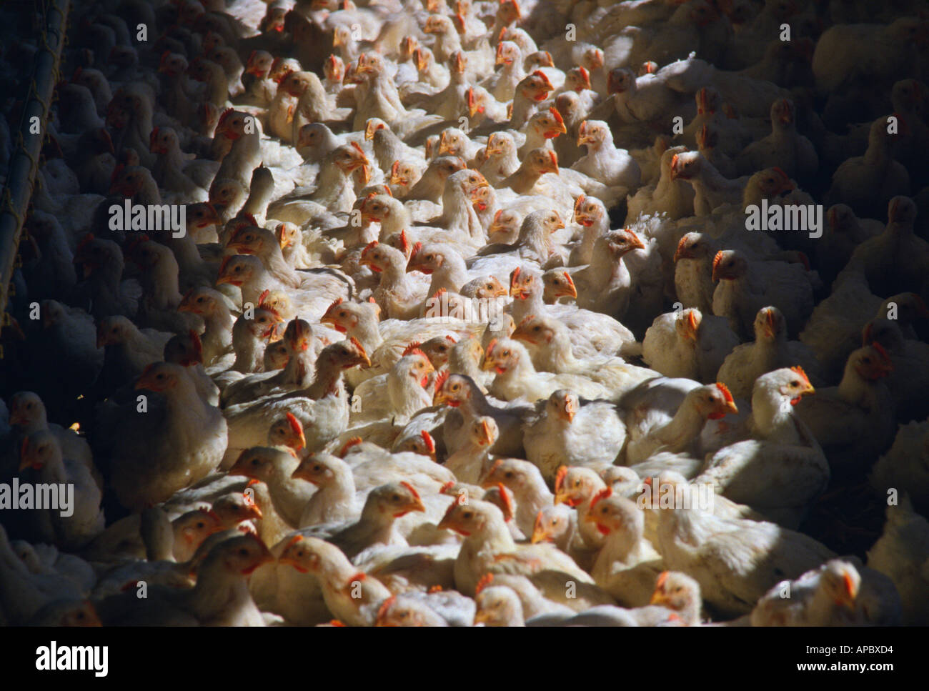 Adult broiler chickens in curtain house in Higgins Valley Pocono ...