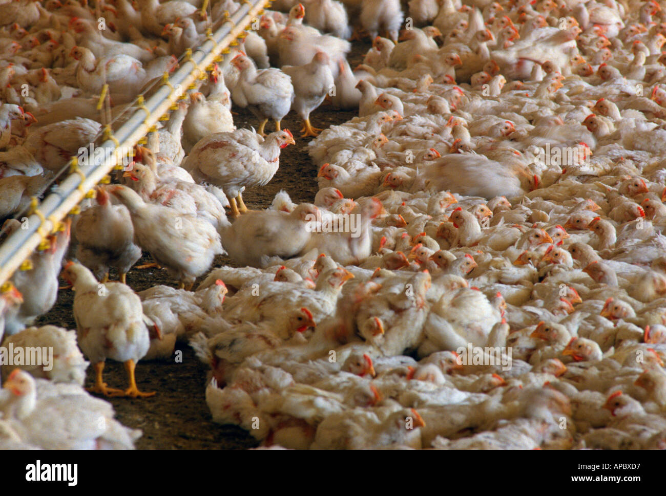 Adult broiler chickens in curtain house in Higgins Valley Pocono ...