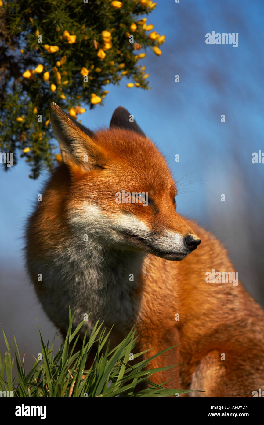 Fox sunshine hi-res stock photography and images - Alamy