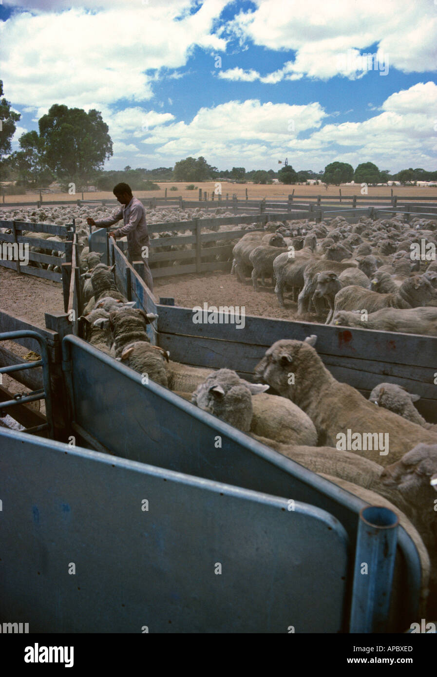Aboriginal stockmen yarding sheep on station outside of Katanning ...