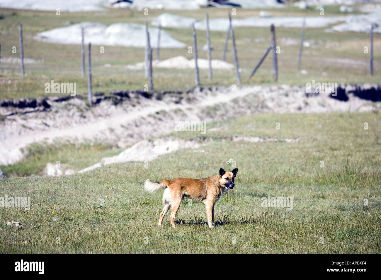 Dog in a pasture near San Ignacio de Arareko a native community in the ...