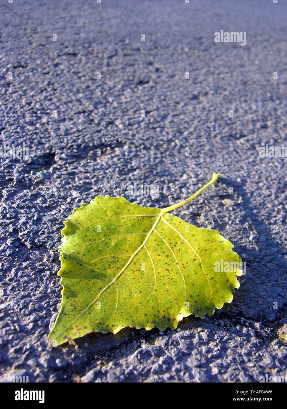 Foliate hi-res stock photography and images - Alamy