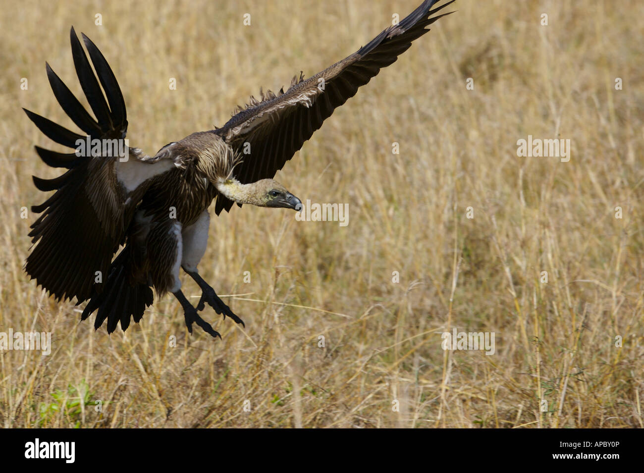 African vulcher hi-res stock photography and images - Alamy