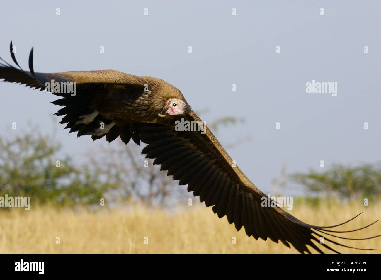 African vulcher hi-res stock photography and images - Alamy