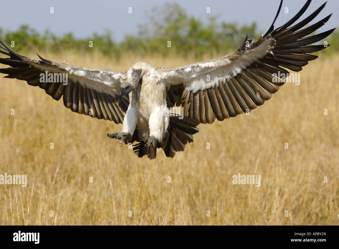 Vulchers hi-res stock photography and images - Alamy