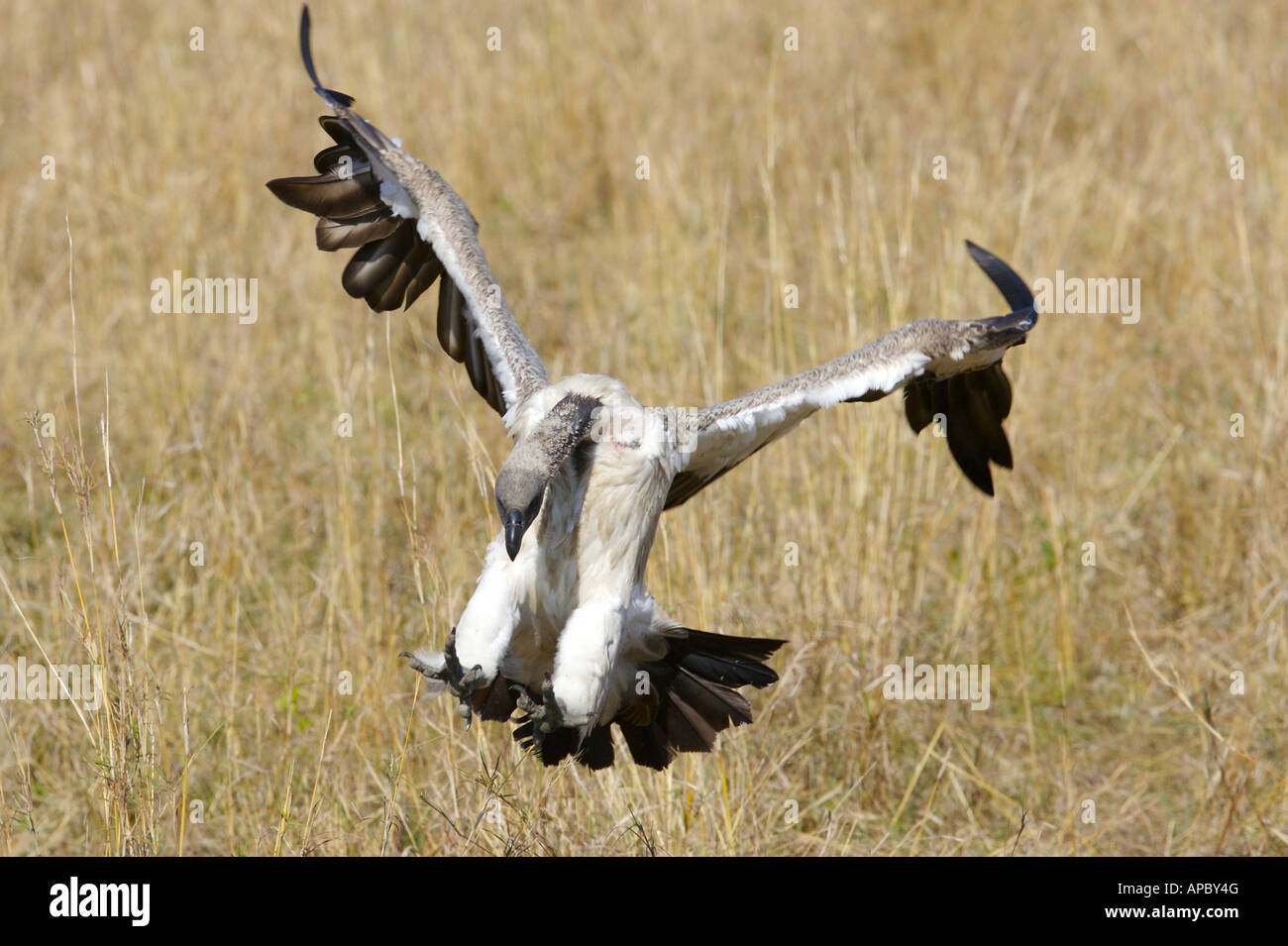 African vulcher hi-res stock photography and images - Alamy