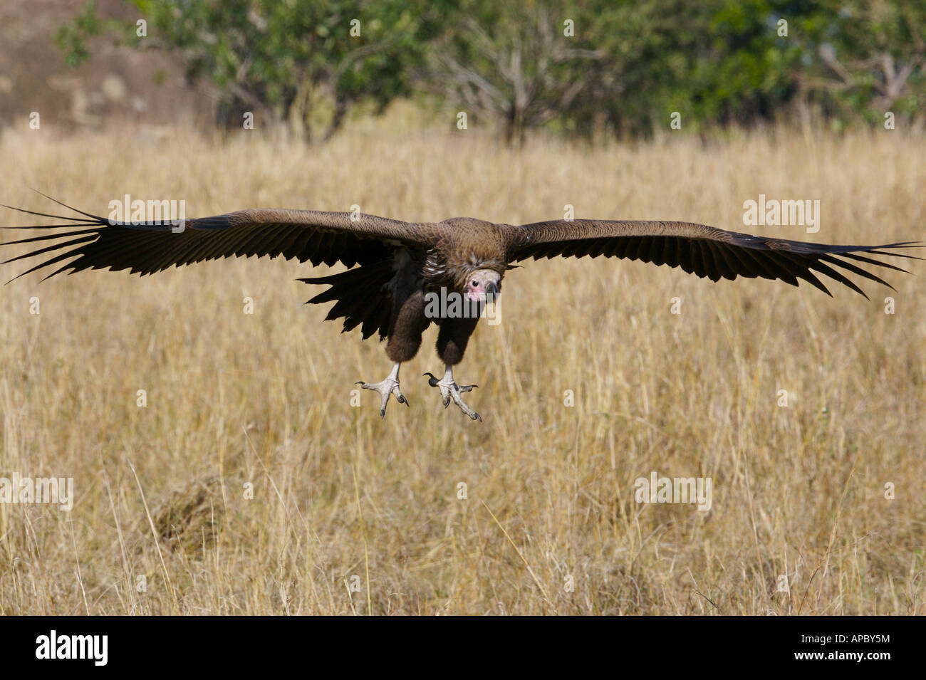 African vulcher hi-res stock photography and images - Alamy