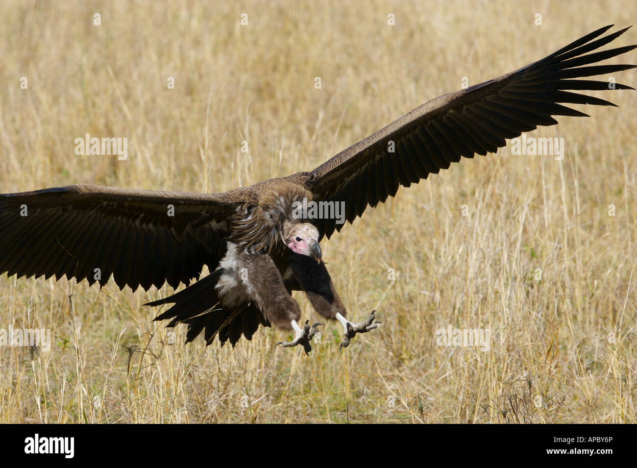 African vulcher hi-res stock photography and images - Alamy