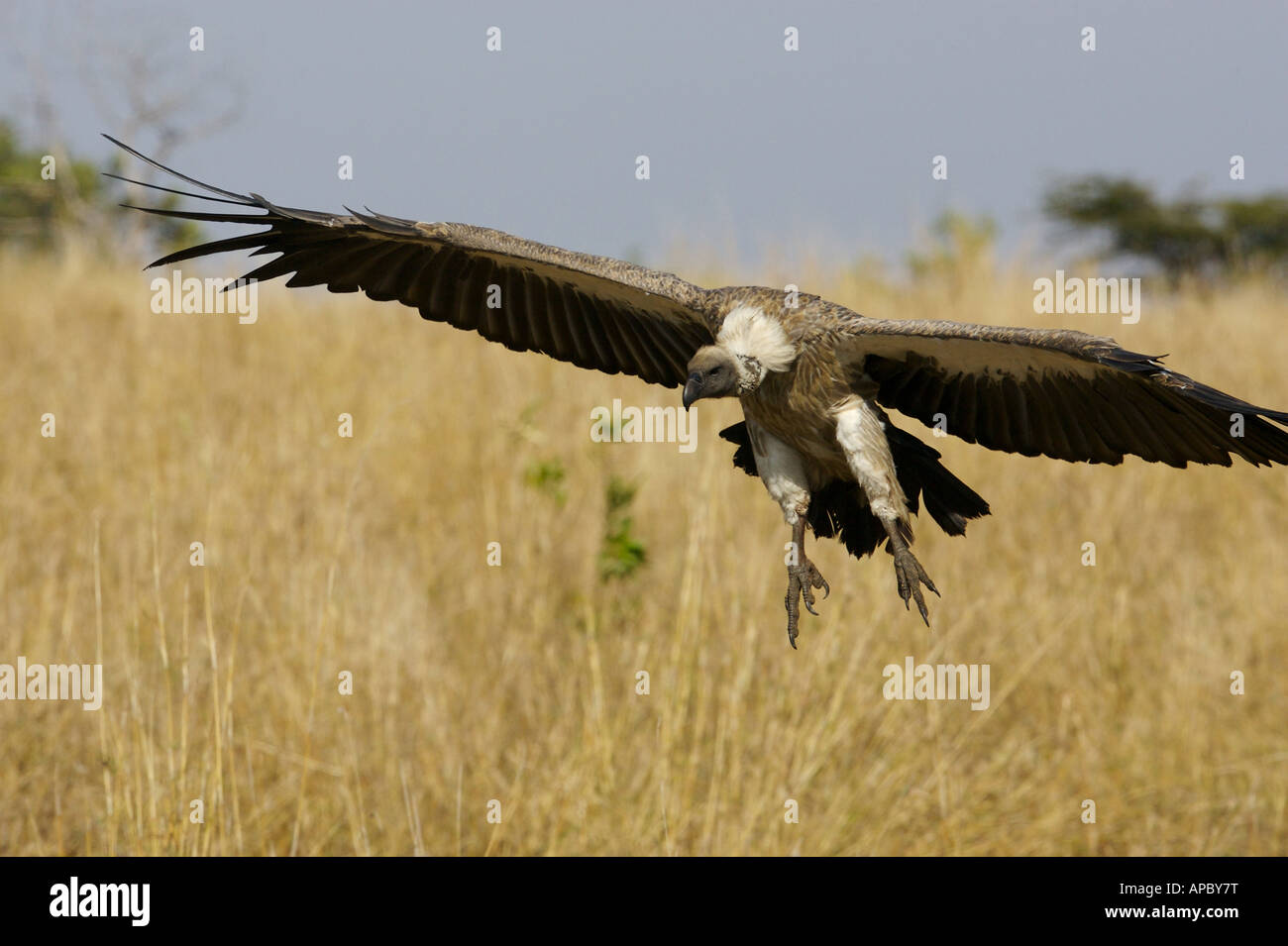 African vulcher hi-res stock photography and images - Alamy