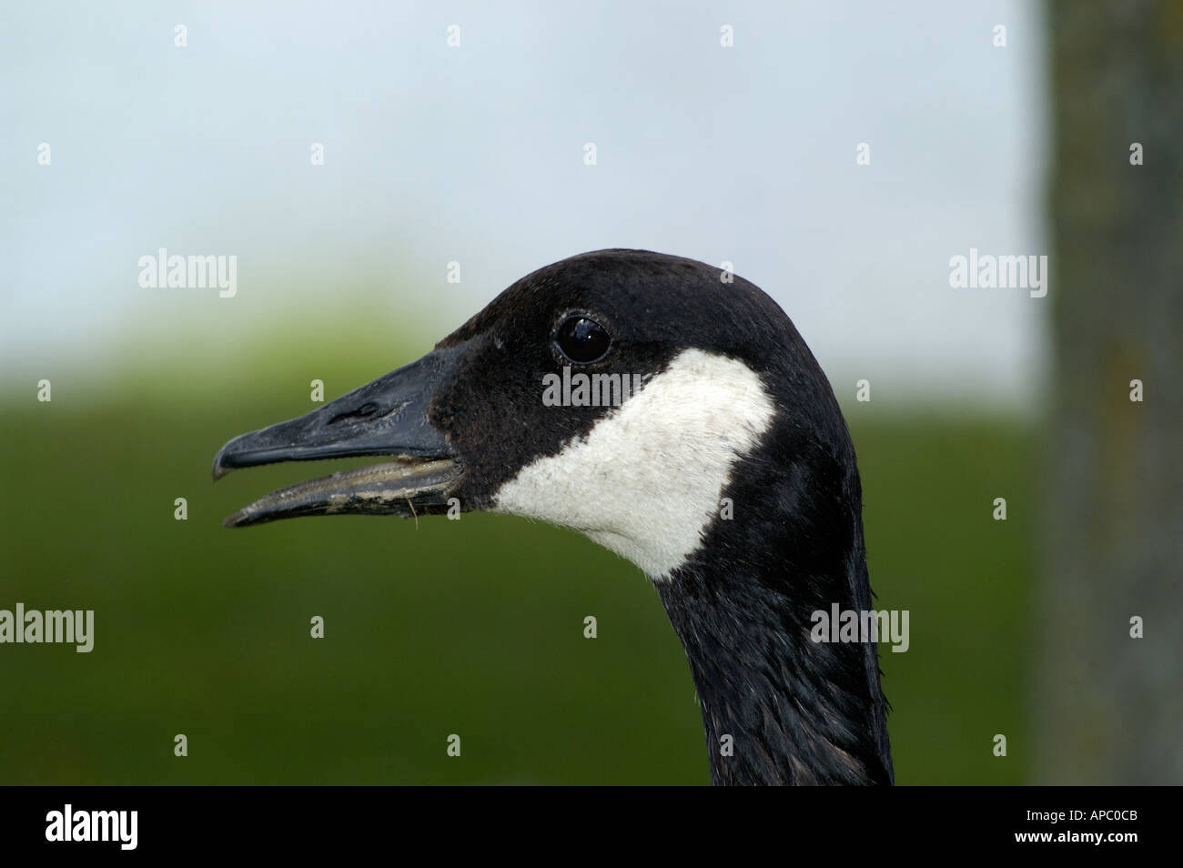 Goose profile hi-res stock photography and images - Alamy