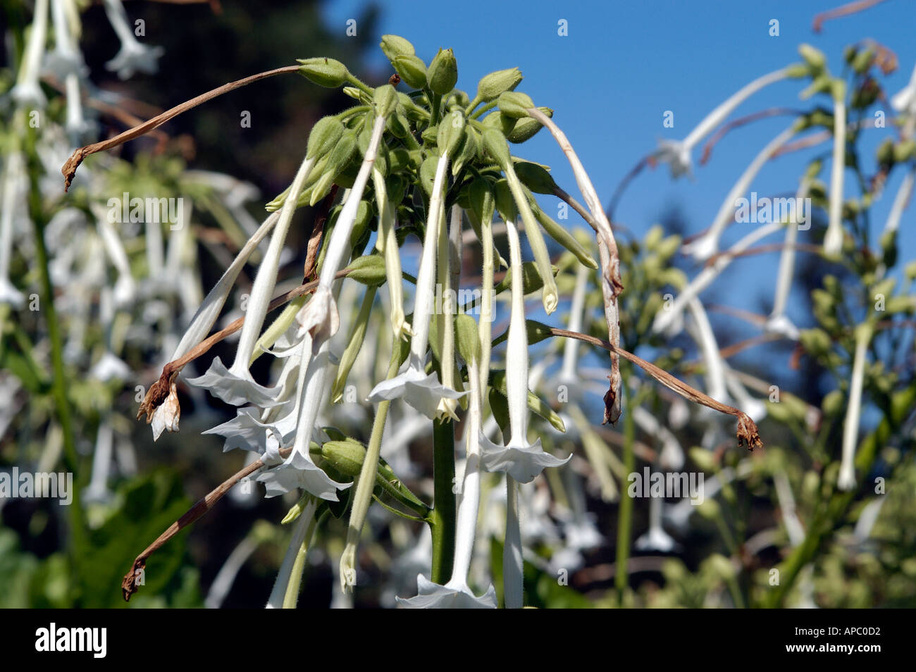 Woodland tobacco plant hi-res stock photography and images - Alamy