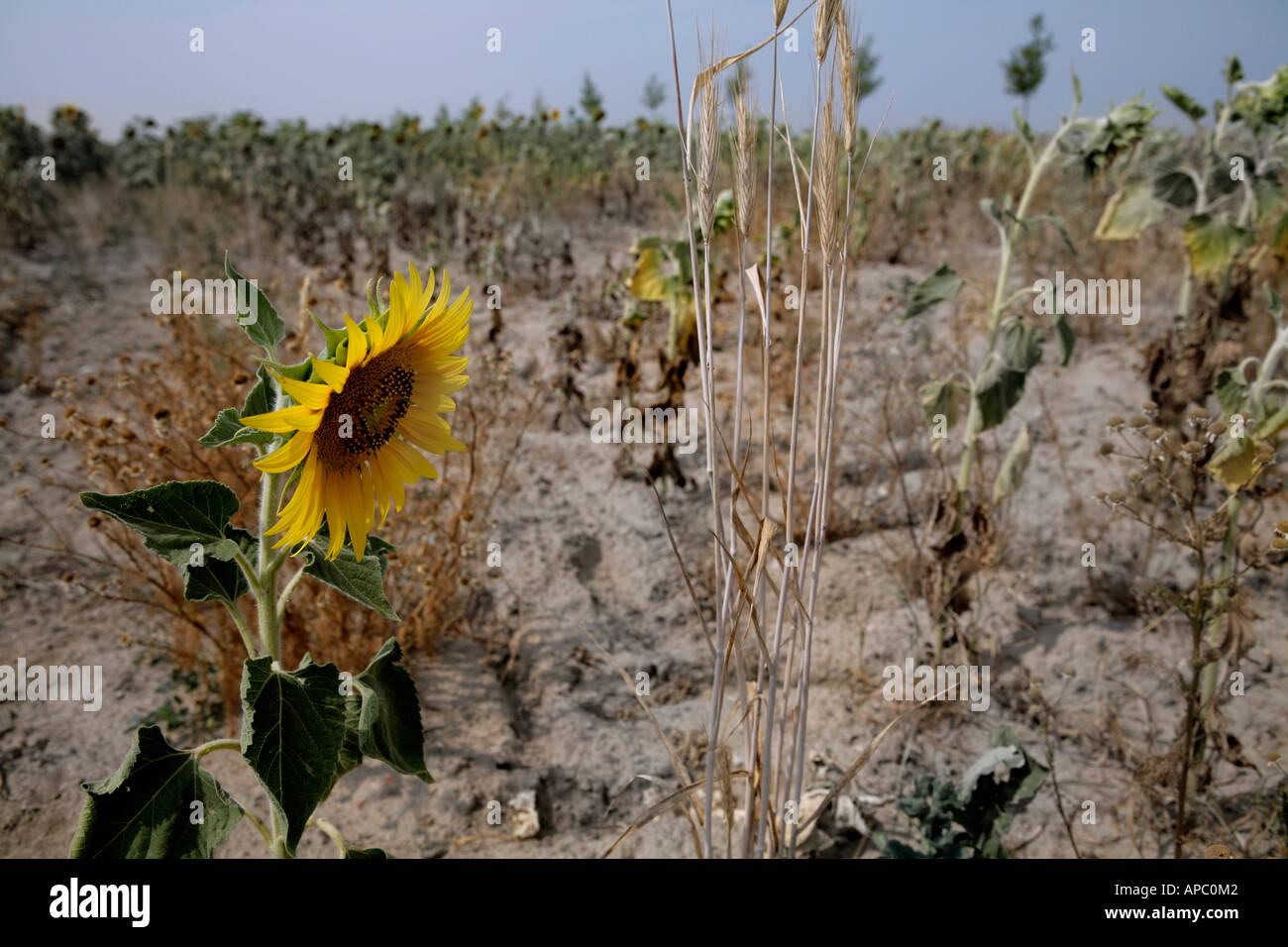 Dried up field with sun flowers Stock Photo - Alamy
